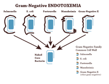 Vaccine Technology | ENDOVAC Animal Health