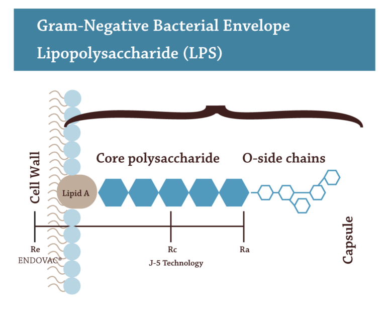 Vaccine Technology | ENDOVAC Animal Health