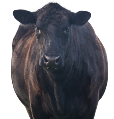 Veterinarian | ENDOVAC-Beef® with Immune Plus Cattle Vaccine