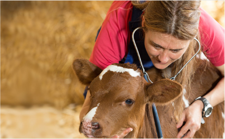 Veterinarian | ENDOVAC-Beef® with Immune Plus Cattle Vaccine