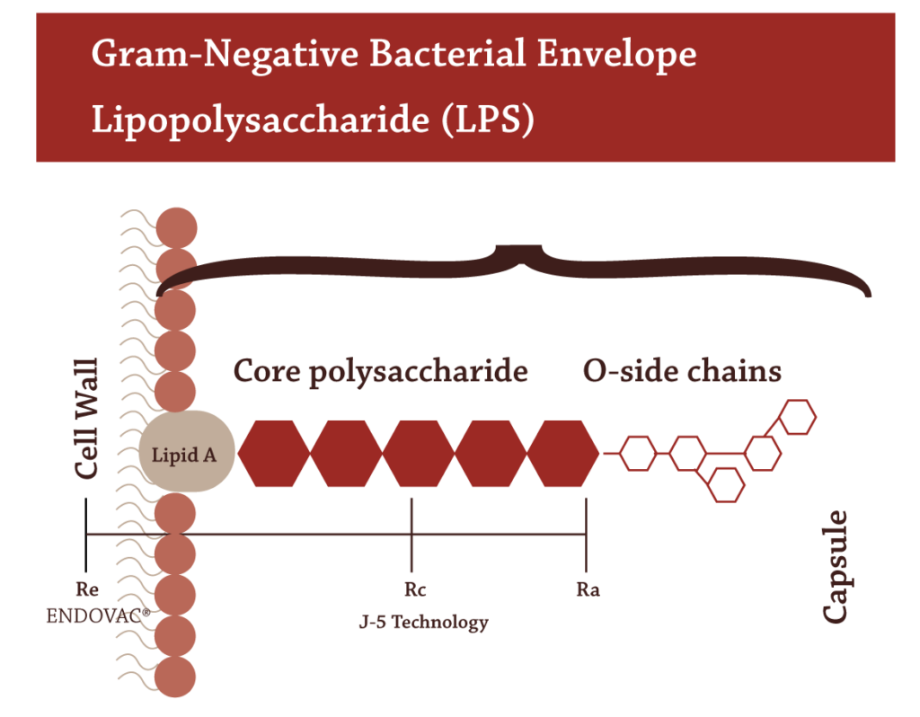 Veterinarian | ENDOVAC-Beef® with Immune Plus Cattle Vaccine