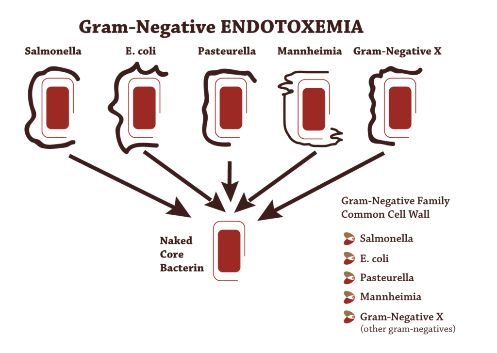Veterinarian | ENDOVAC-Beef® with Immune Plus Cattle Vaccine
